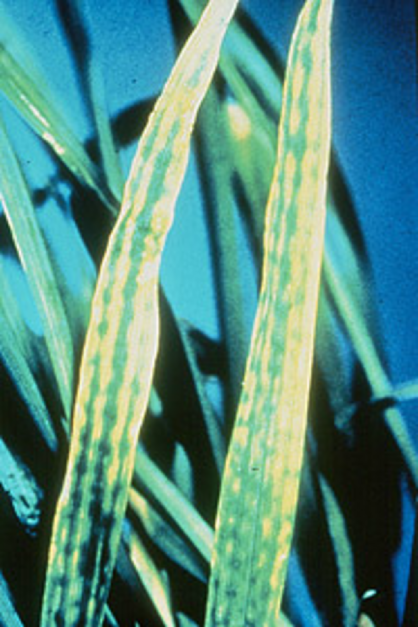 Nutrient Deficiencies in Wheat | CropWatch | Nebraska