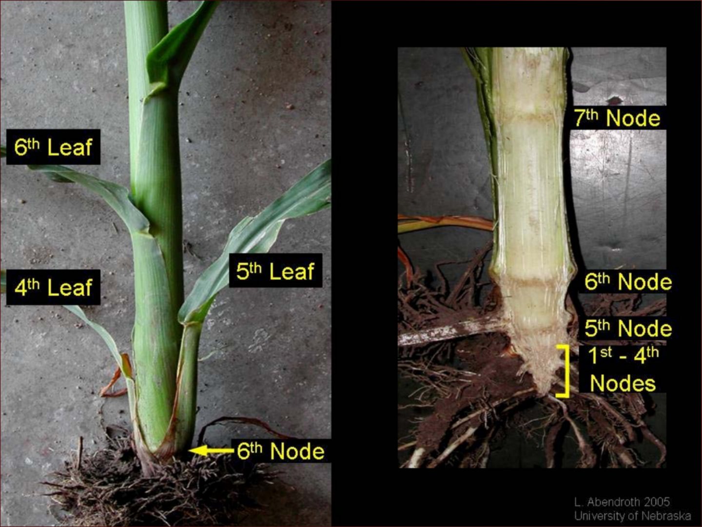 Corn Ear Development Impacts from Post-emergence Pesticide Applications ...