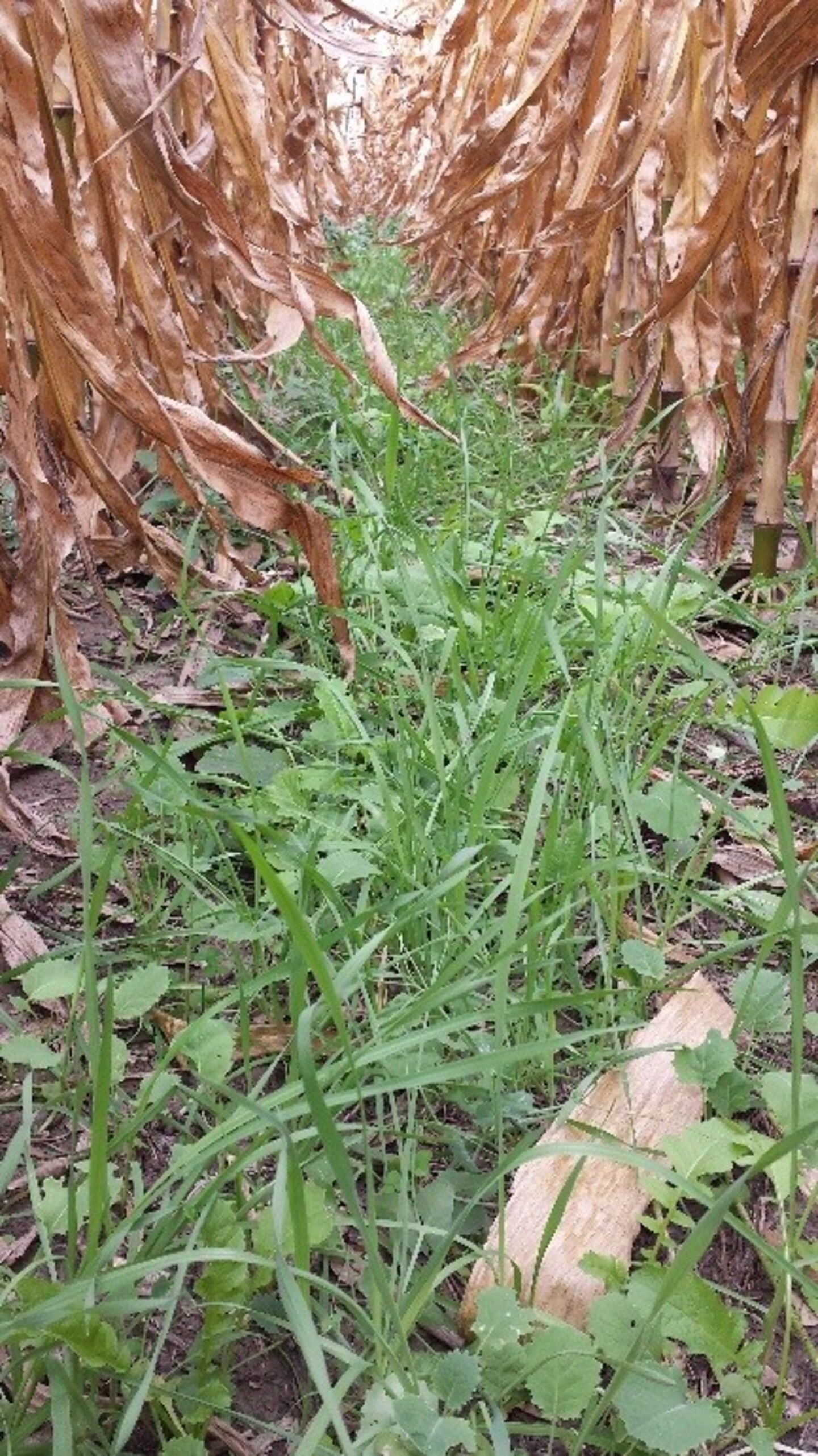 What Are the Benefits of a Cover Crop Mix Versus a Single Species Cover ...