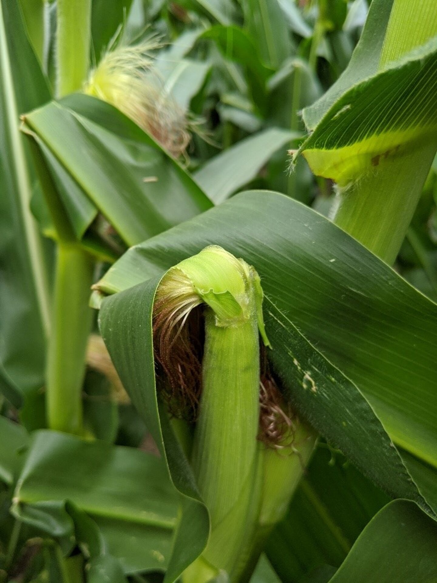 Wind-Damage to Corn | CropWatch | Nebraska