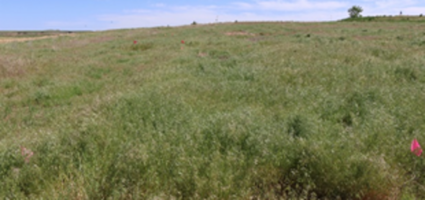 Rejuvra™: A New Herbicide for Battling Cheatgrass | CropWatch | Nebraska