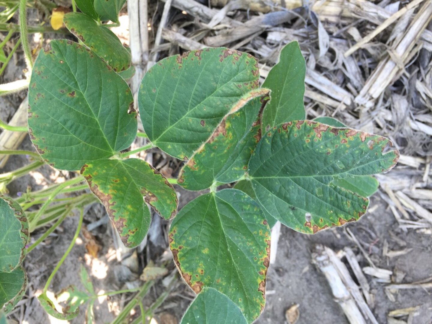 Soybean Micronutrient Management in Southeast Nebraska: Boron ...