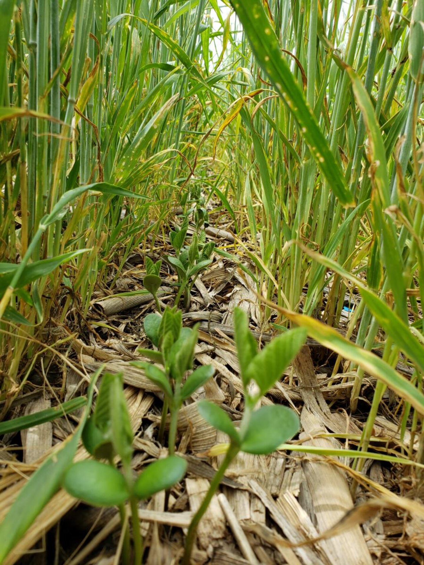 Cover Crop Termination Tradeoffs | CropWatch | Nebraska