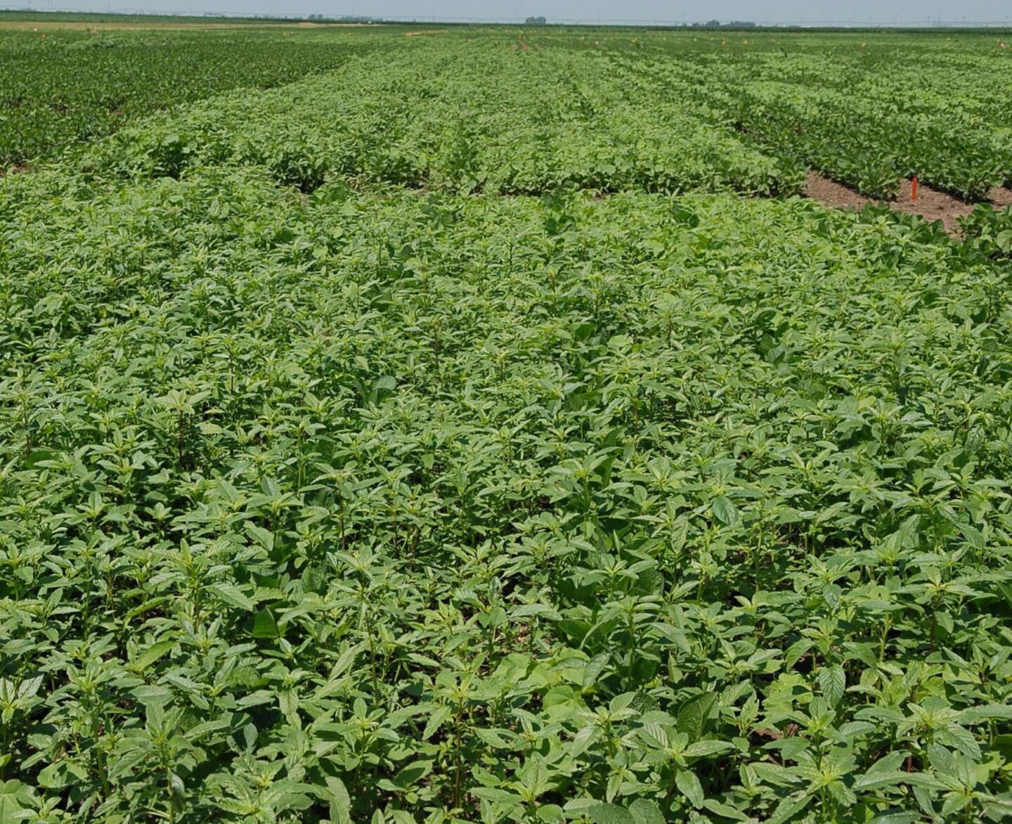Factors to Consider When Multiple Herbicide-Resistant Soybean Traits ...