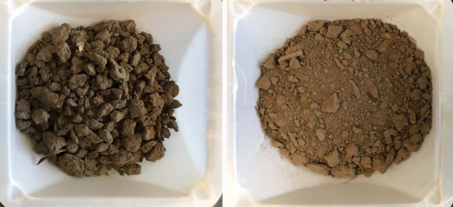 Can Cover Crops Offset the Negative Impacts of Corn Silage? | CropWatch ...