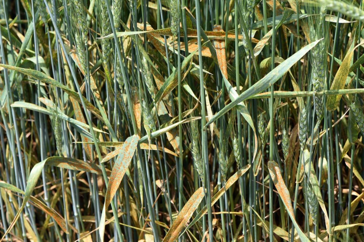 Wheat Disease Update: Stripe Rust, Leaf Rust, and Fusarium Head Blight ...
