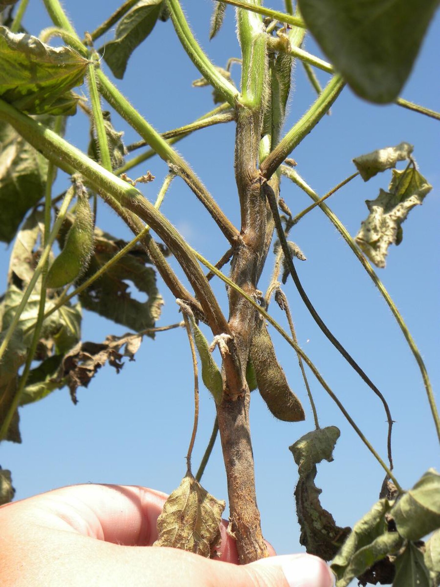 Corn and Soybean Disease Update: Southern Rust, Frogeye Leaf Spot, and ...