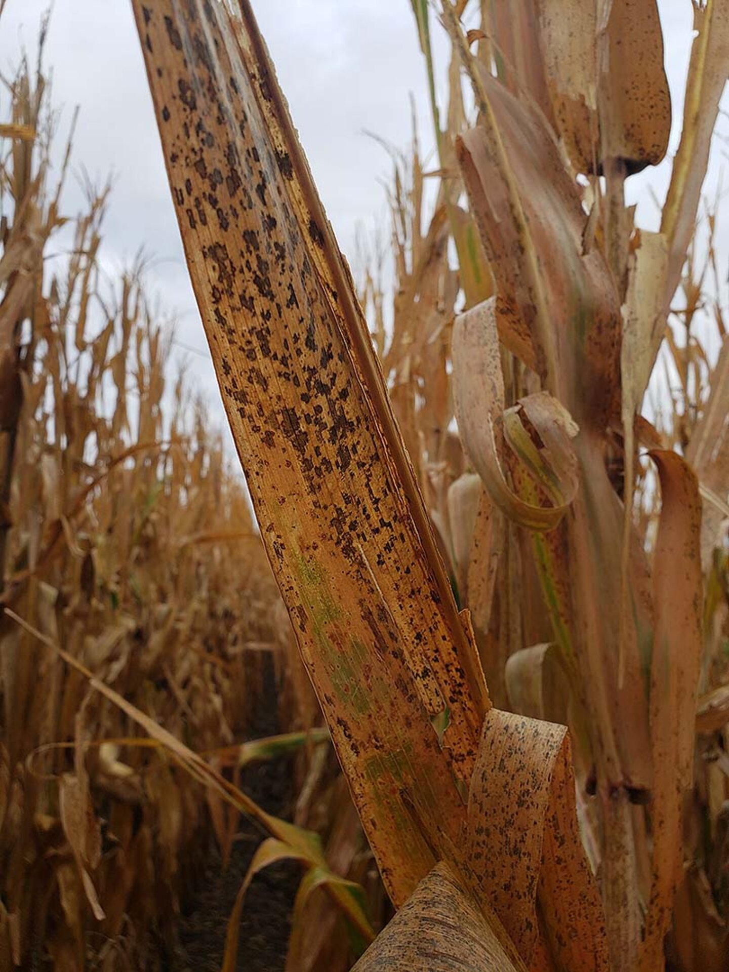 Tar Spot Disease of Corn Spreading to More Nebraska Counties ...