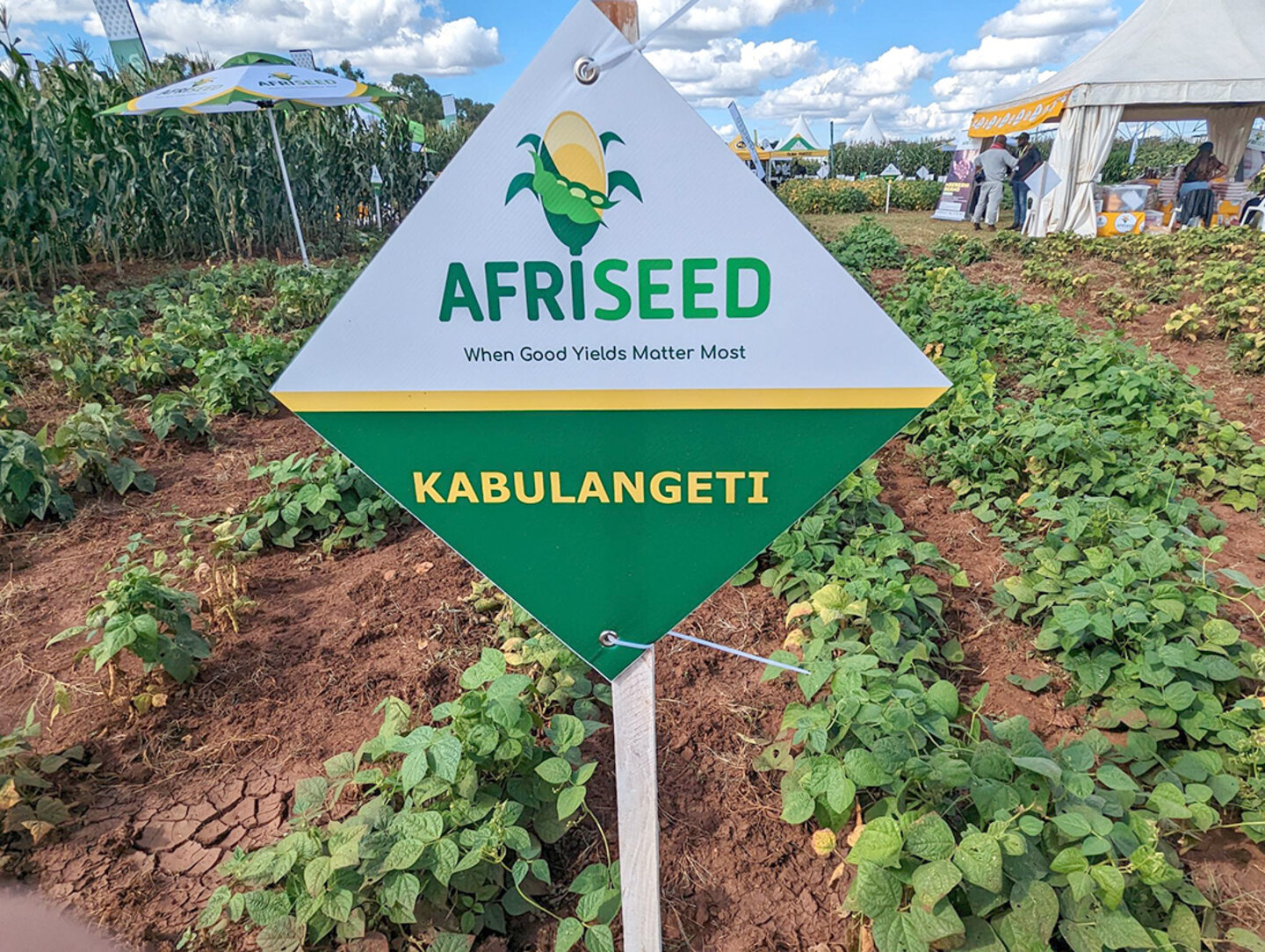 UNL Bean Breeder Collaborates on Bean Project in Zambia | CropWatch ...
