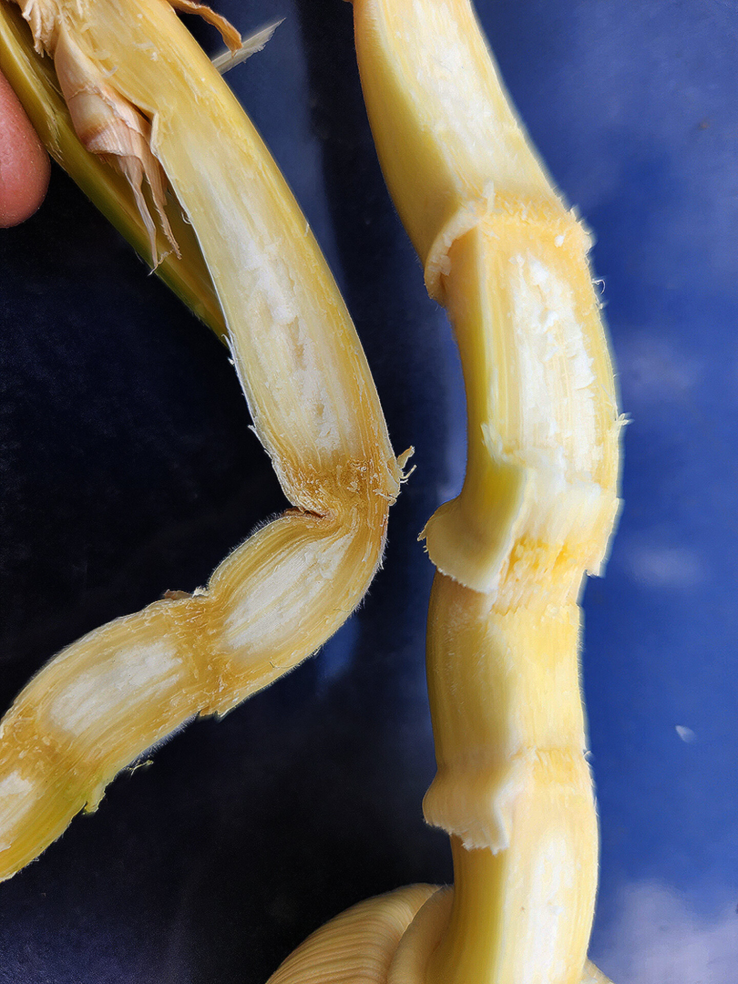 Drooping Corn Ears Across Nebraska | CropWatch | Nebraska