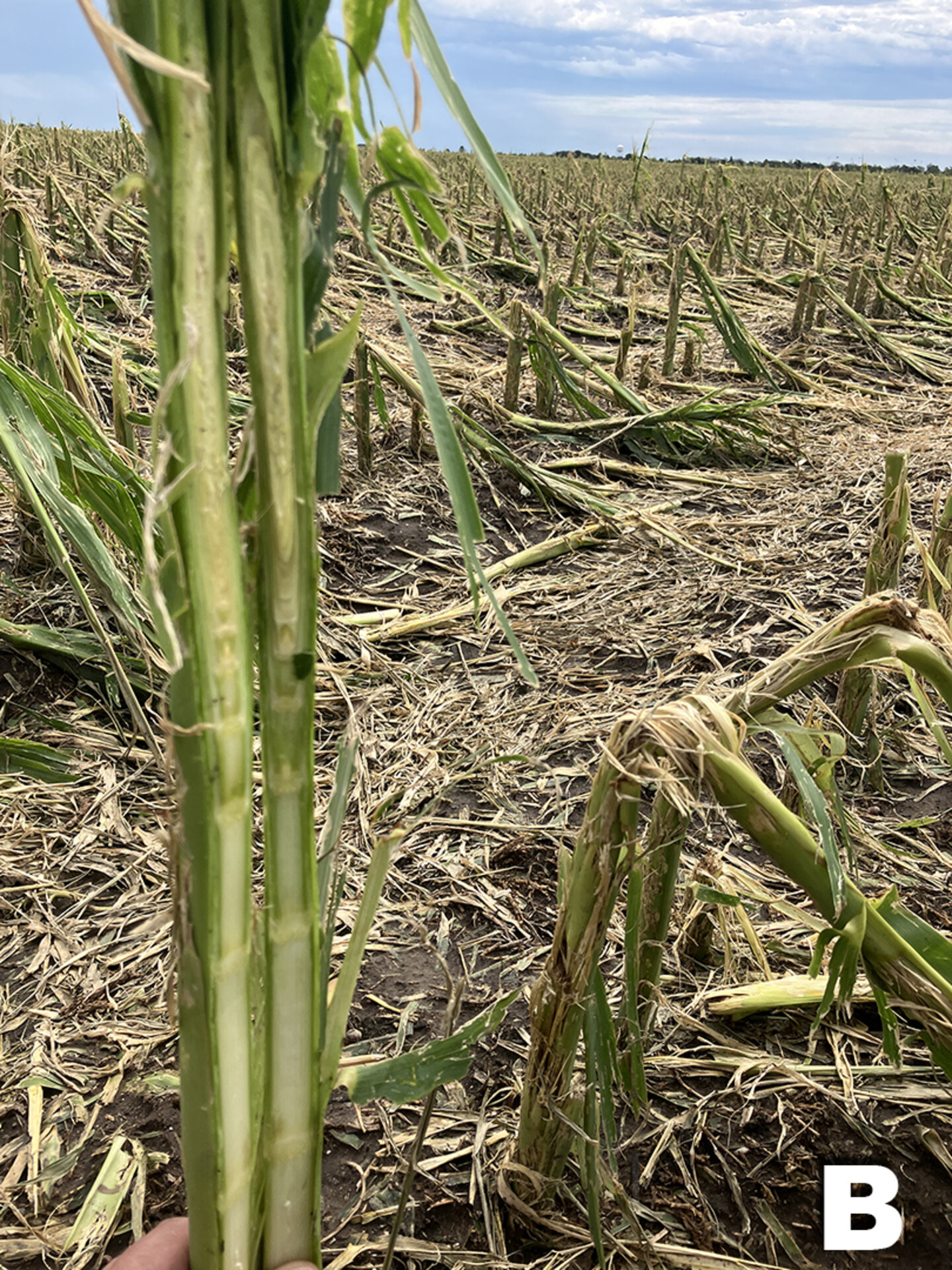 Hail Damage to Late Vegetative to Silking Corn and Options | CropWatch ...