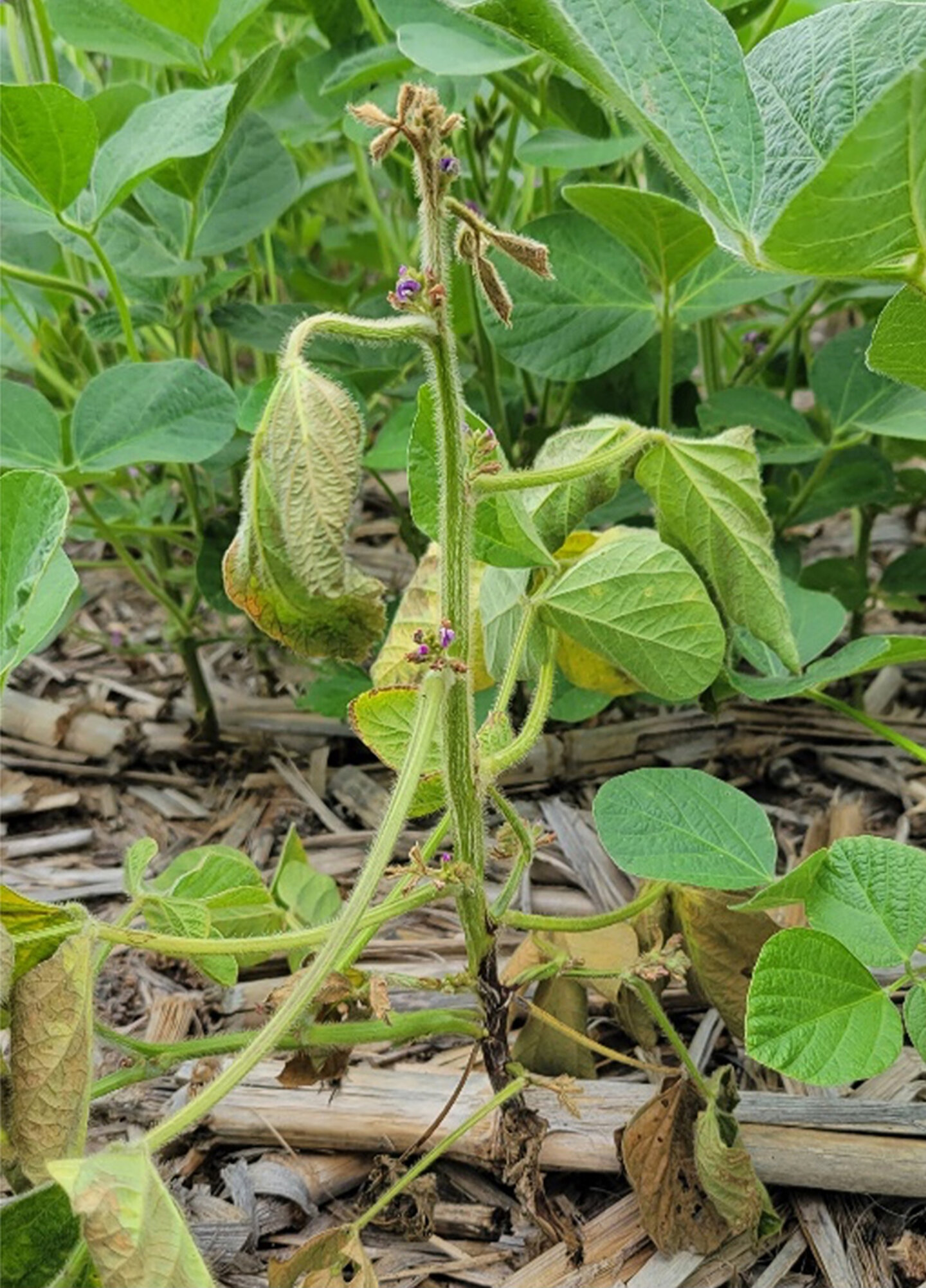Insect Pest and Plant Diseases in Soybean: A Nebraska Soybean Board ...
