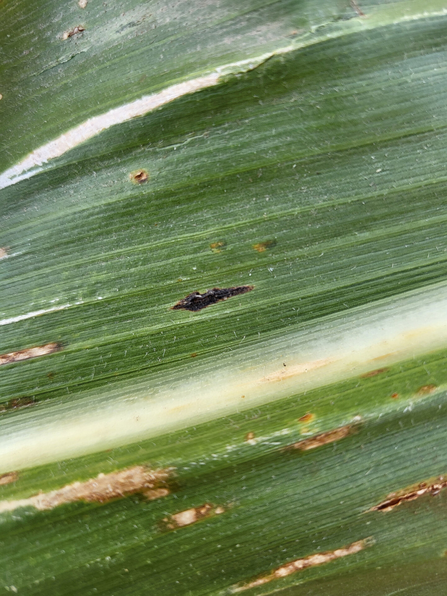 Black Spots in Corn? Southern Rust, Tar Spot and More | CropWatch ...