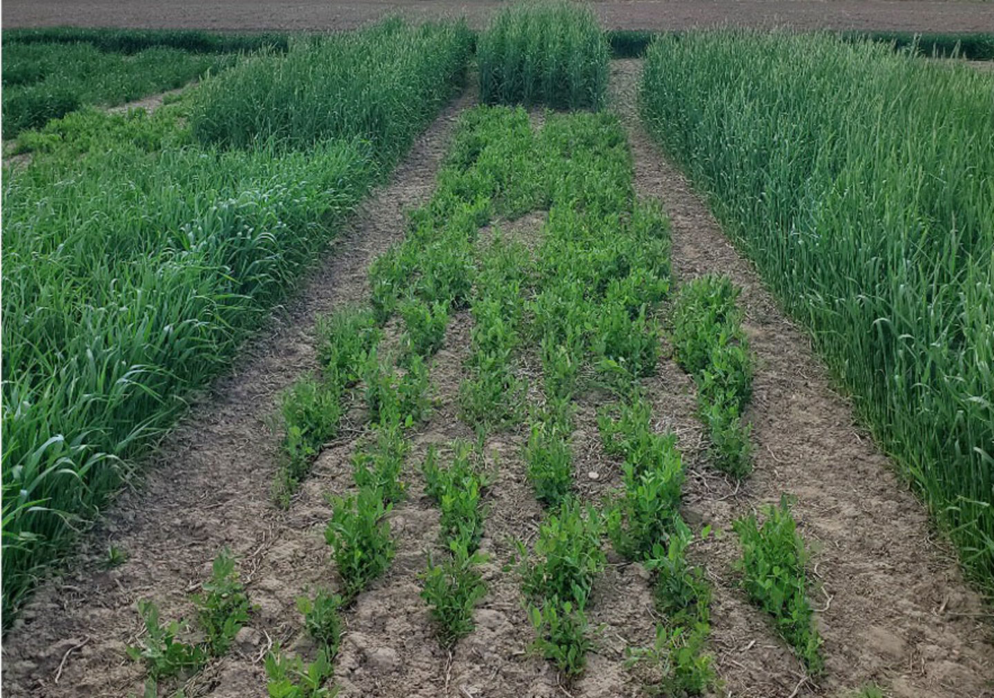 Assessing the Production Potential of Fall-planted Cover Crops in ...