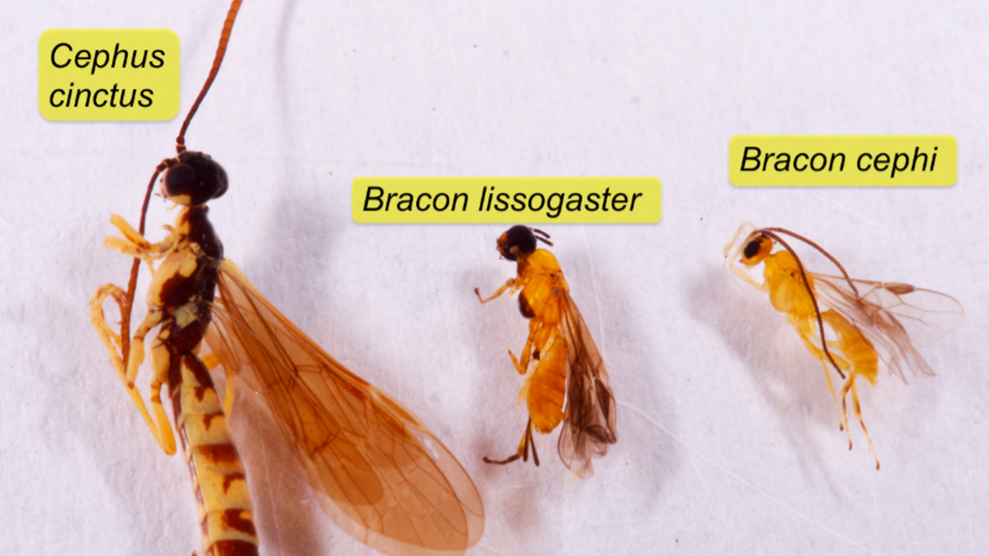 Researchers Deploy Parasitoid Wasps in Battle with Wheat Stem Sawfly | CropWatch | Nebraska