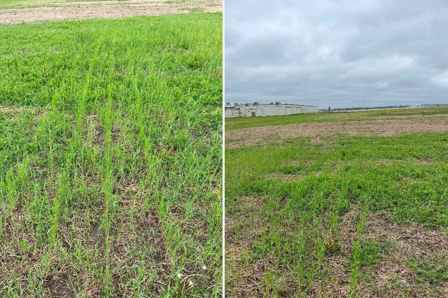 Fall-Planted Cover Crops to Support Soils for Local Food | CropWatch ...