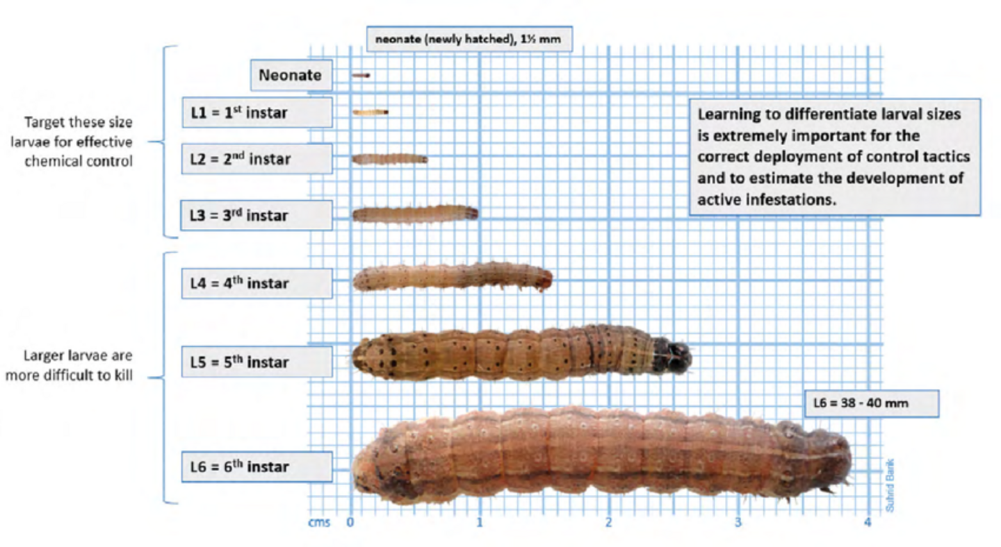 Fall Armyworms in Pastures, Alfalfa, Small Grains, Cover Crops and ...