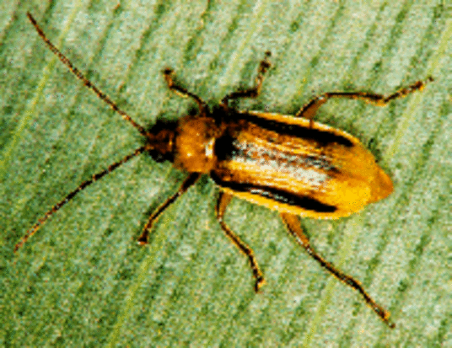 Dig Corn Roots to Evaluate Rootworm Management | CropWatch | Nebraska