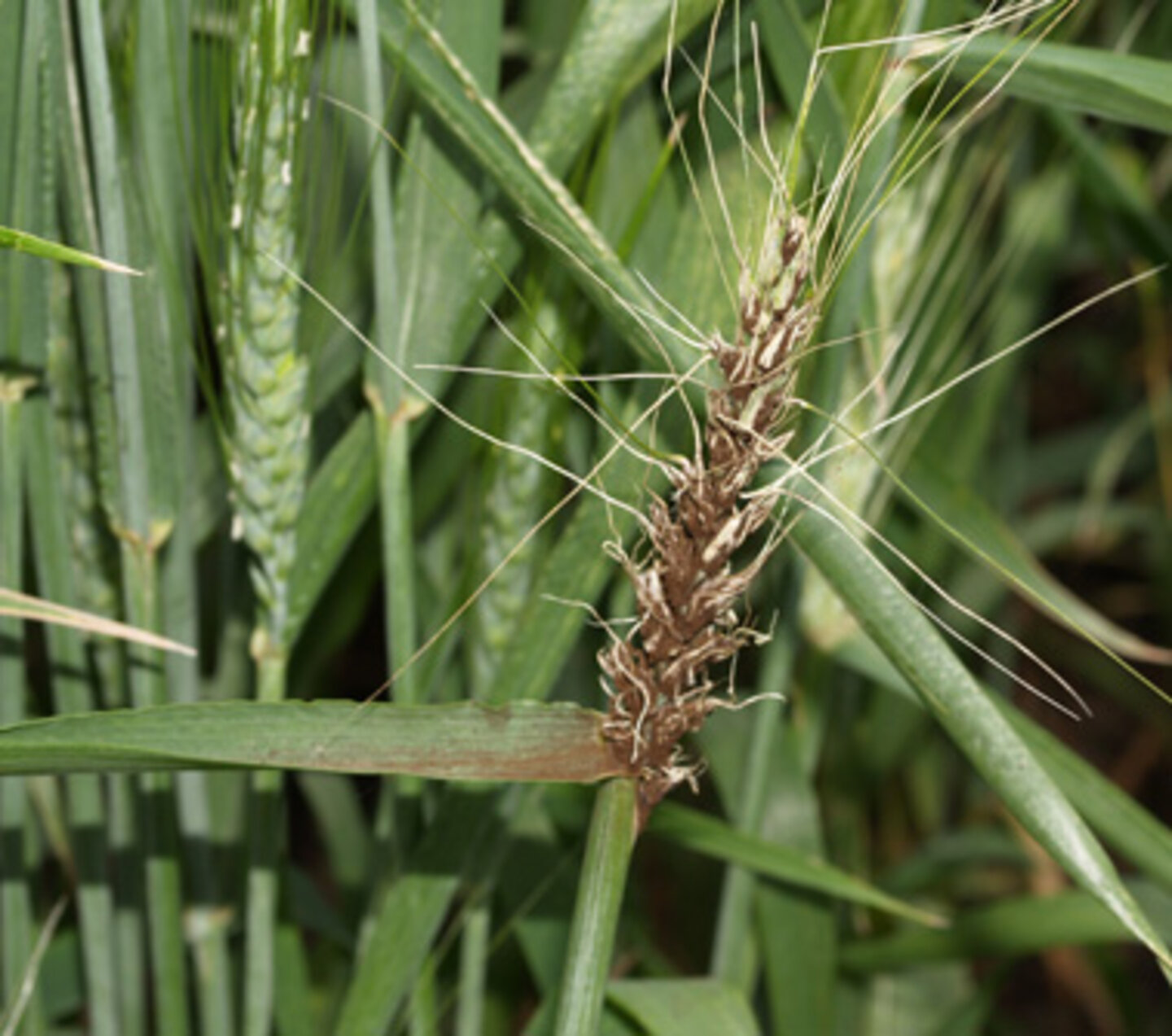 Distinguishing Between Wheat Head Diseases and Disorders | CropWatch ...