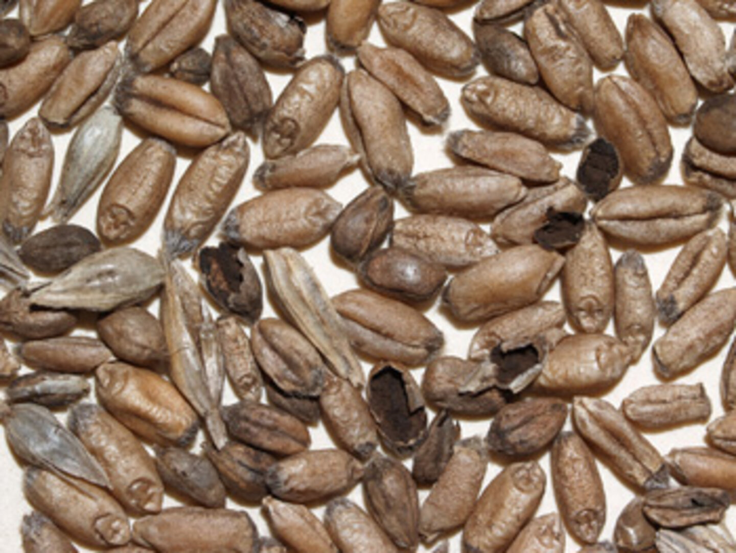 Distinguishing Between Wheat Head Diseases and Disorders | CropWatch ...