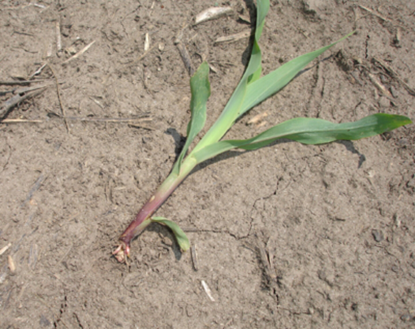 Shallow Planting Can Contribute to Larger Problems | CropWatch | Nebraska