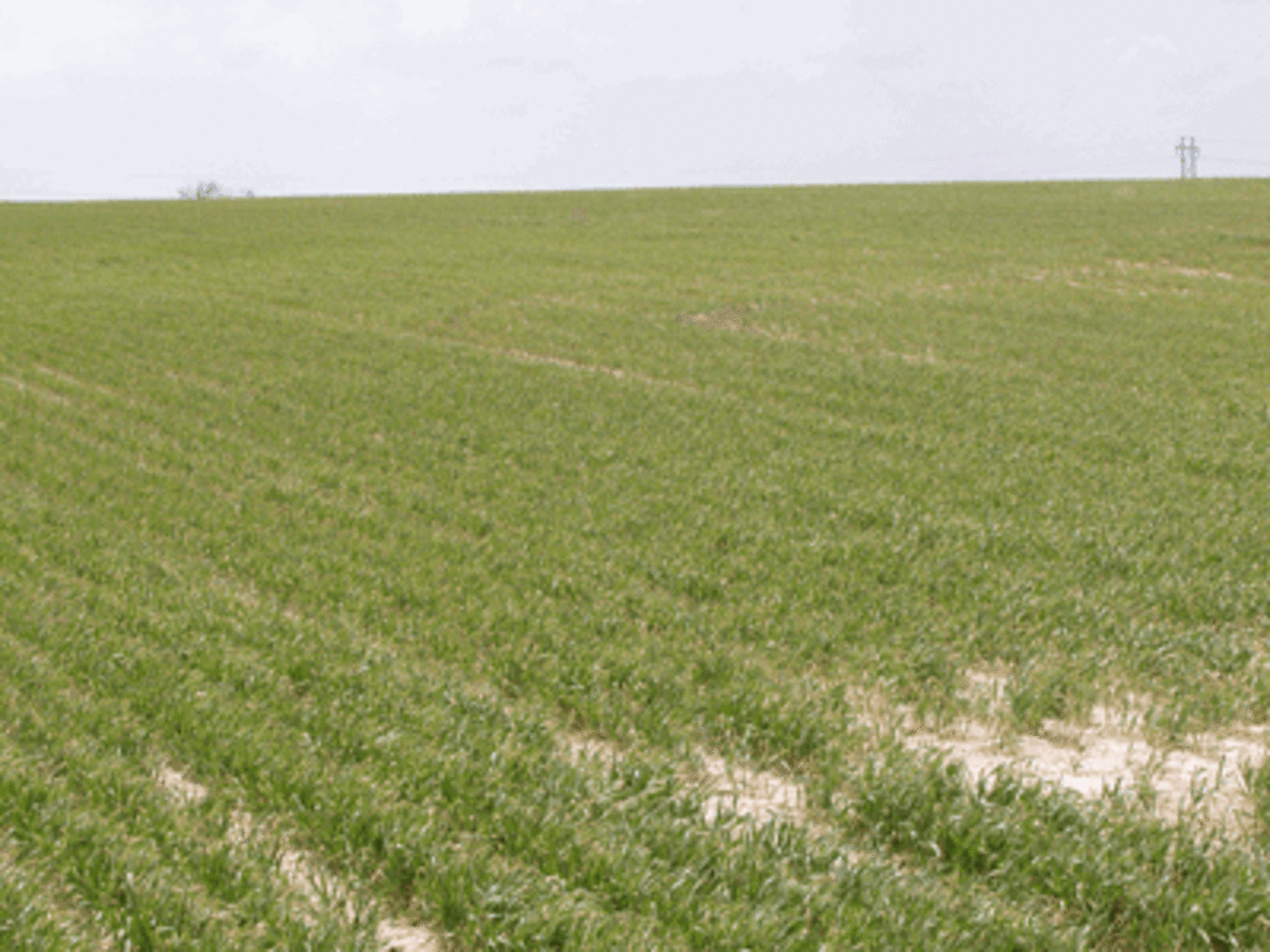 Combining Weed and Feed Treatments for Winter Wheat | CropWatch | Nebraska