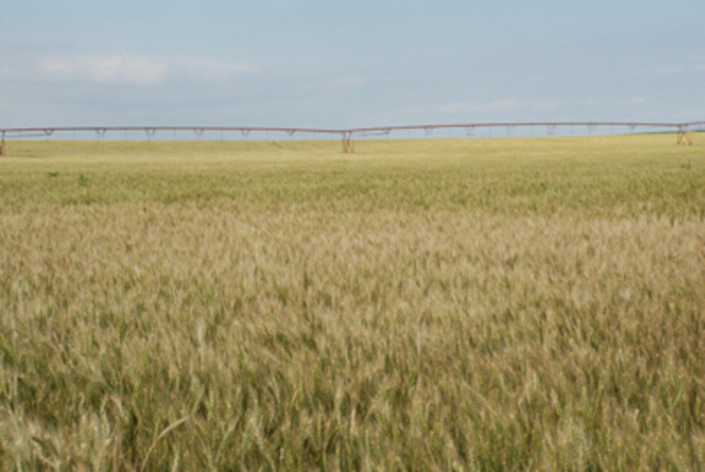 Scab of Wheat and Its Implications | CropWatch | Nebraska