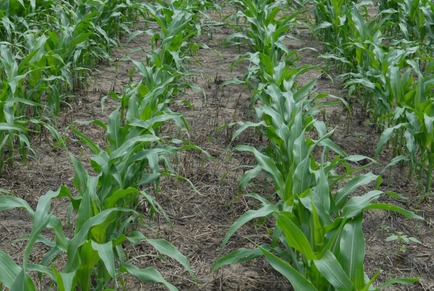 Acuron™: A New Corn Herbicide | CropWatch | Nebraska