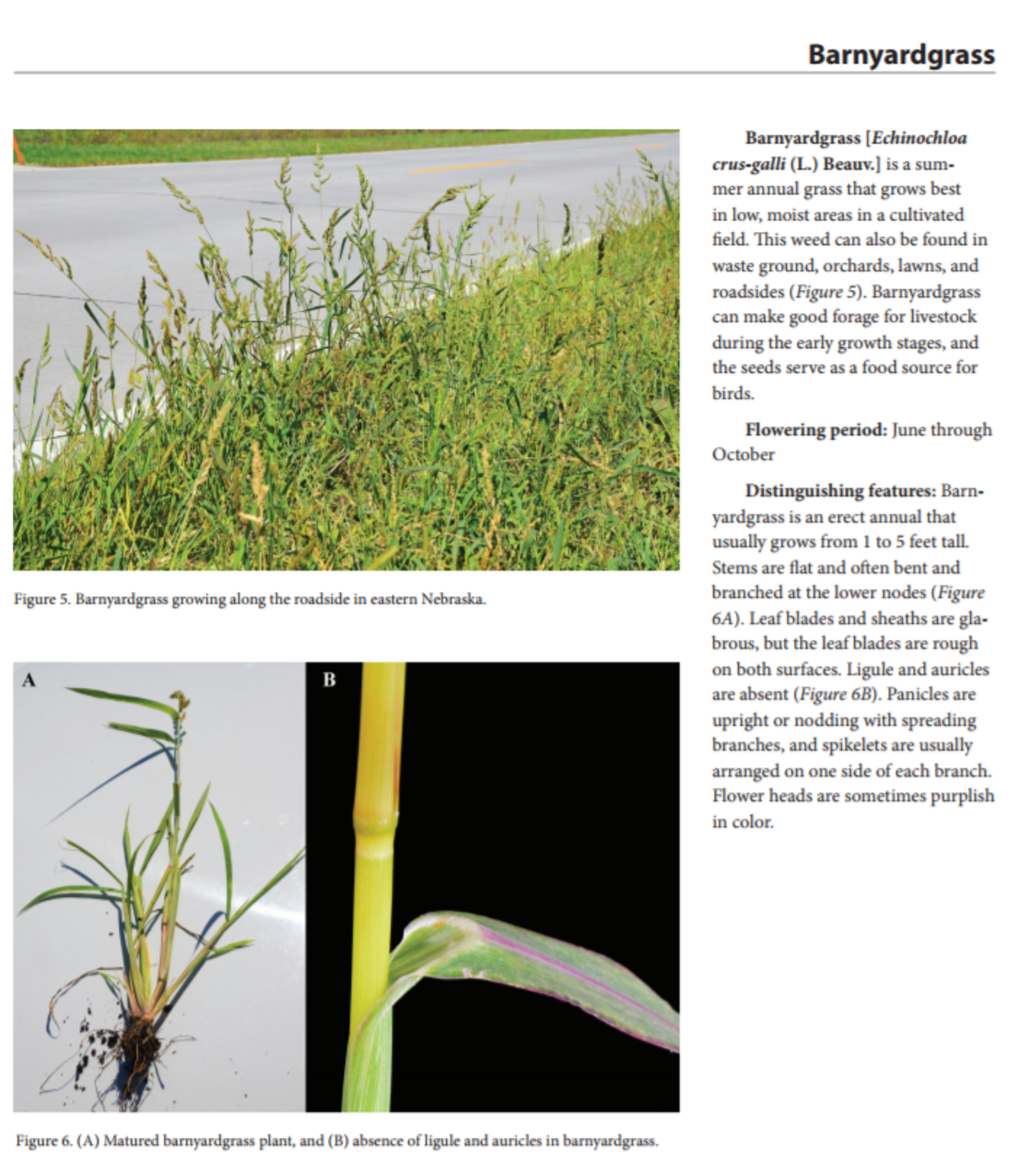 New Nebraska Resource on Identifying Grass Weeds in Crops | CropWatch ...
