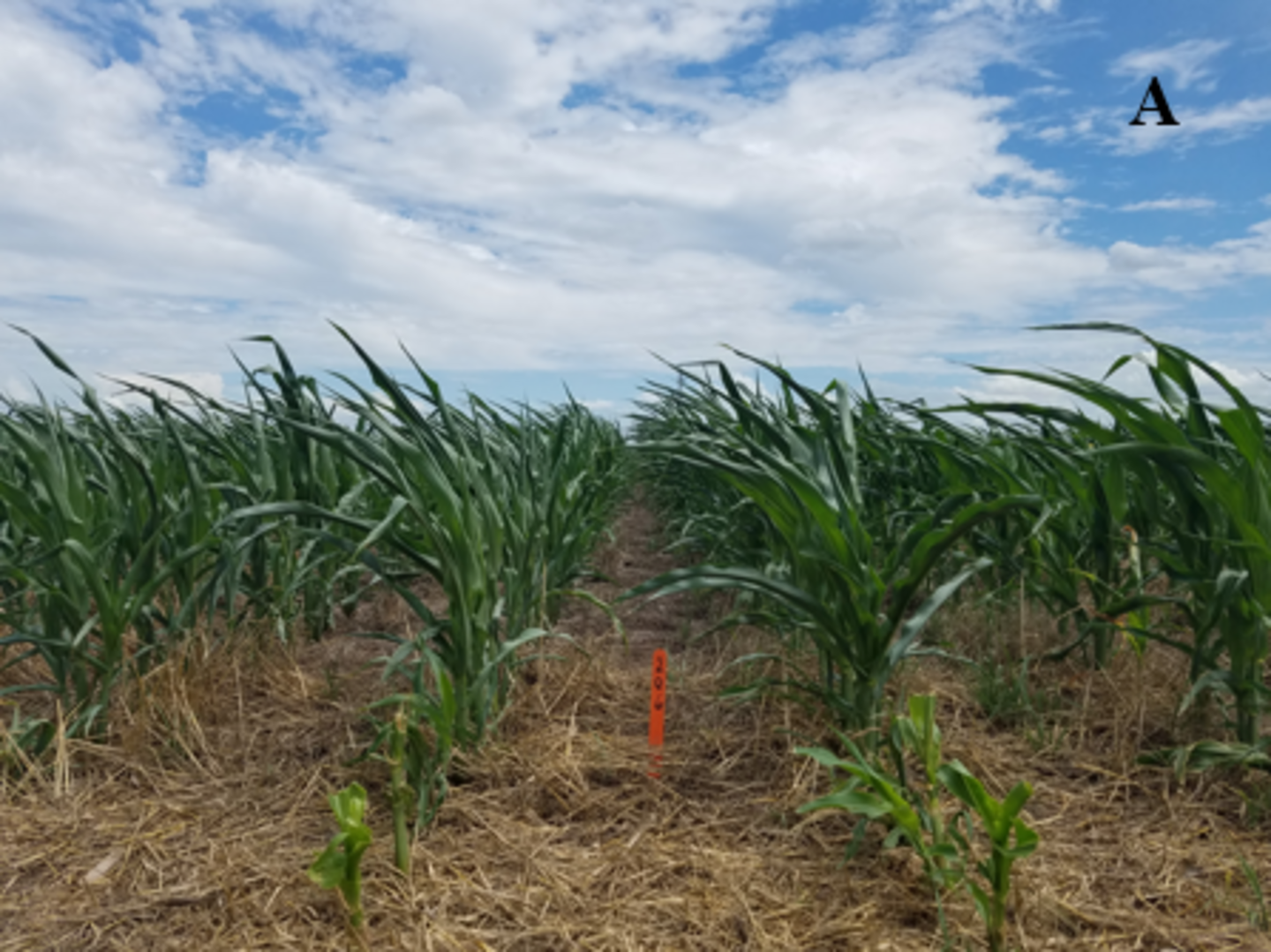 Effect of Rye or Oat Cover Crop on Corn Growth and Development in a ...