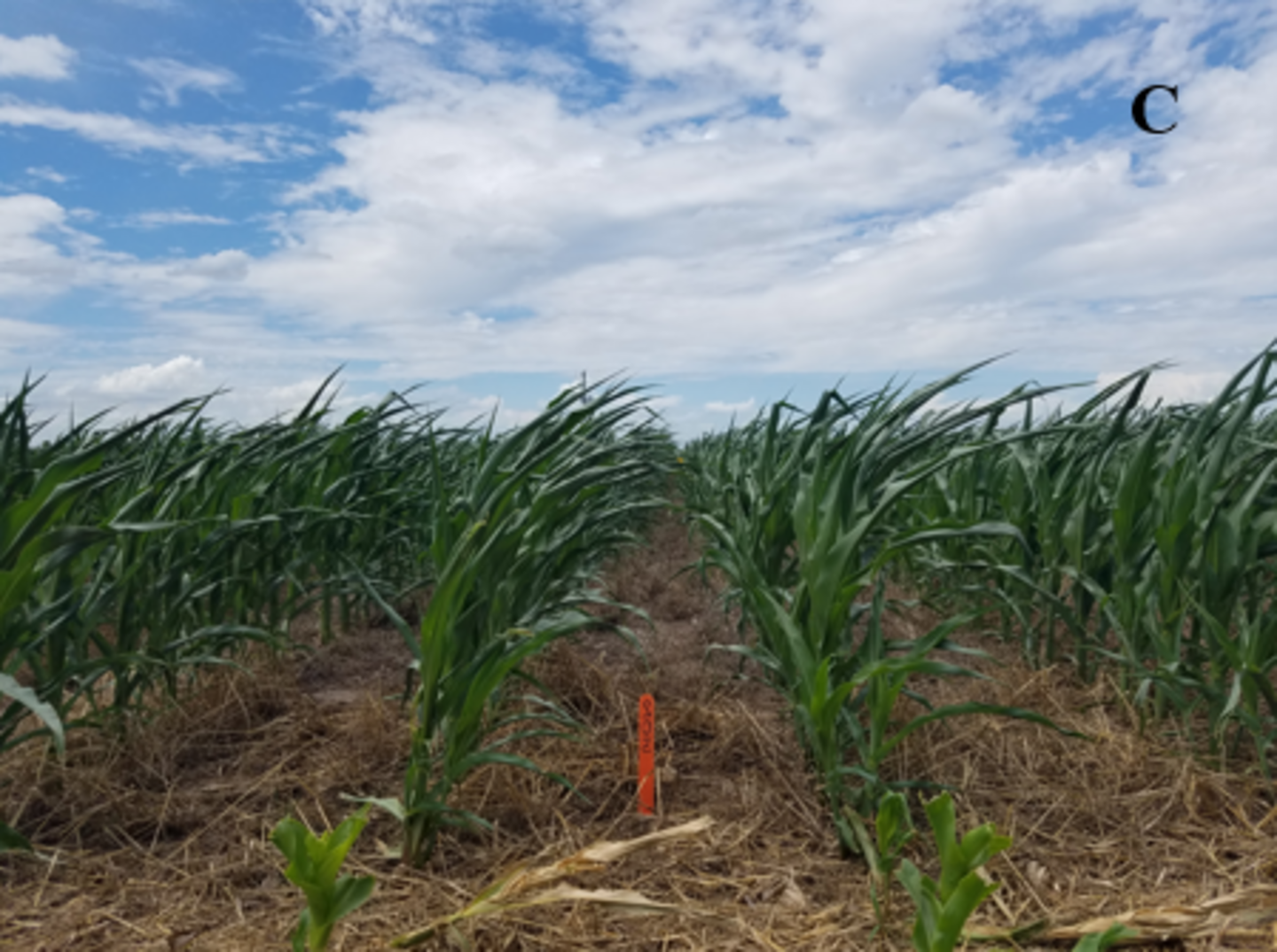 Effect of Rye or Oat Cover Crop on Corn Growth and Development in a ...