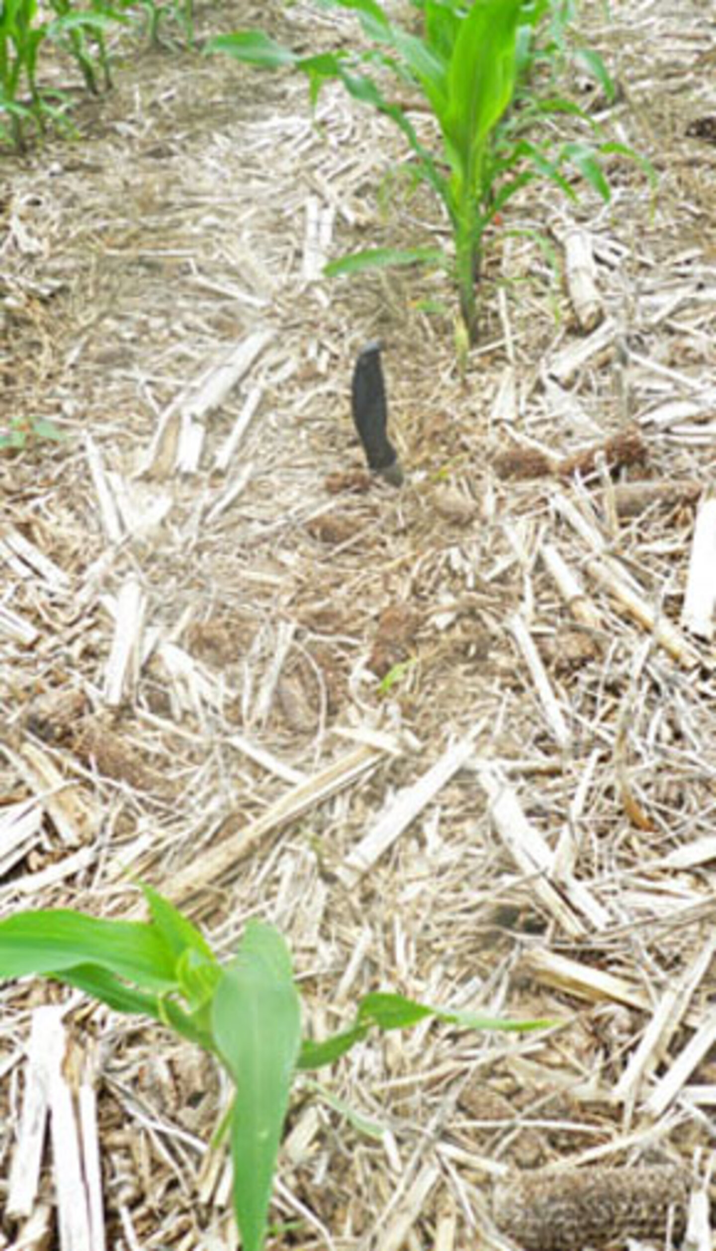 Wheat Stem Maggot Damaging Corn | CropWatch | Nebraska