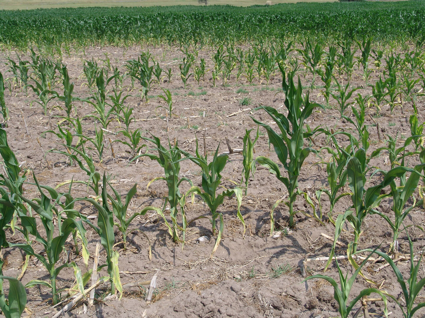 Corn Nematode Sampling | CropWatch | Nebraska