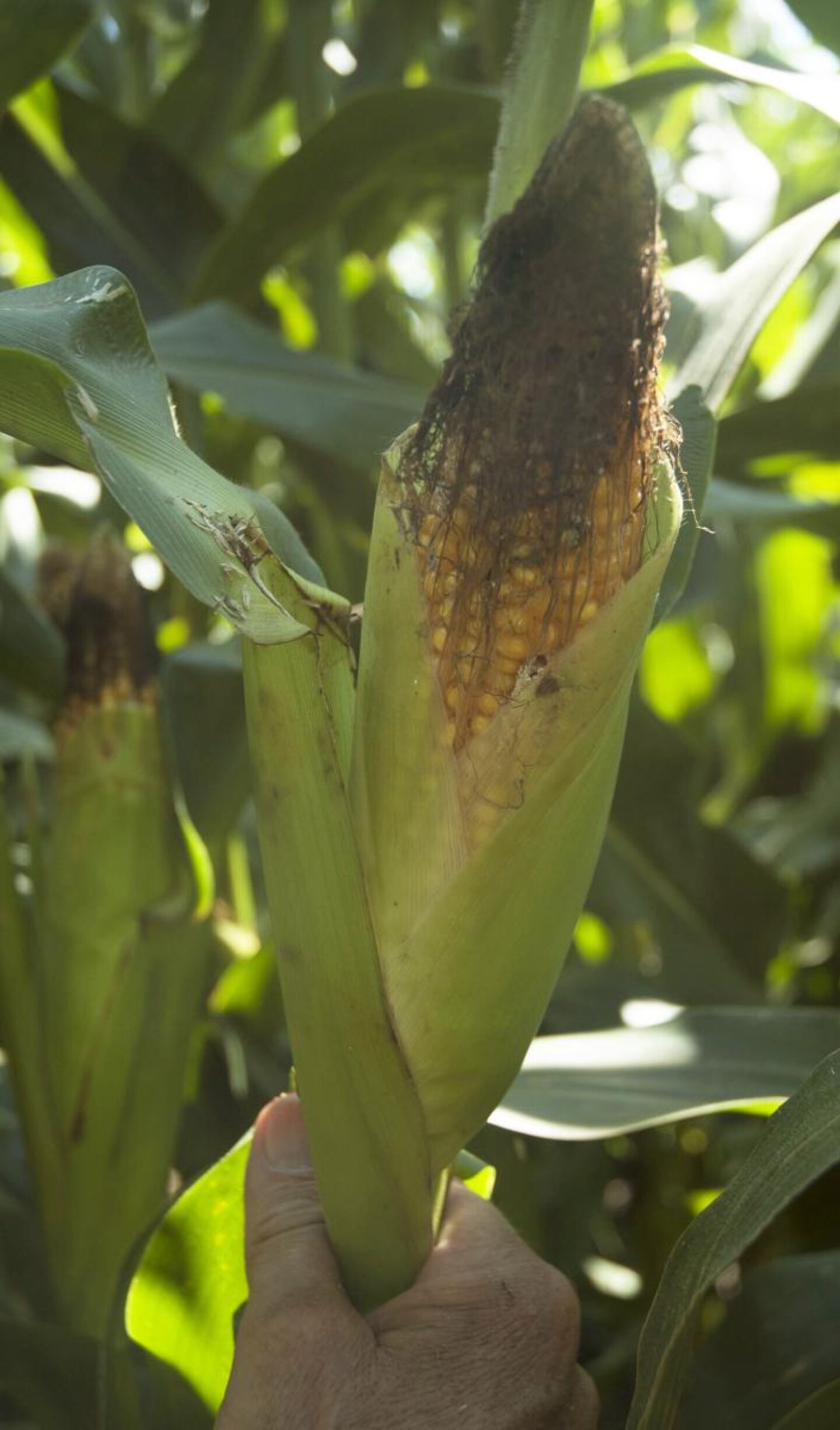 Corn Ear Formation Issues Likely Correlated With the Loss of the ...
