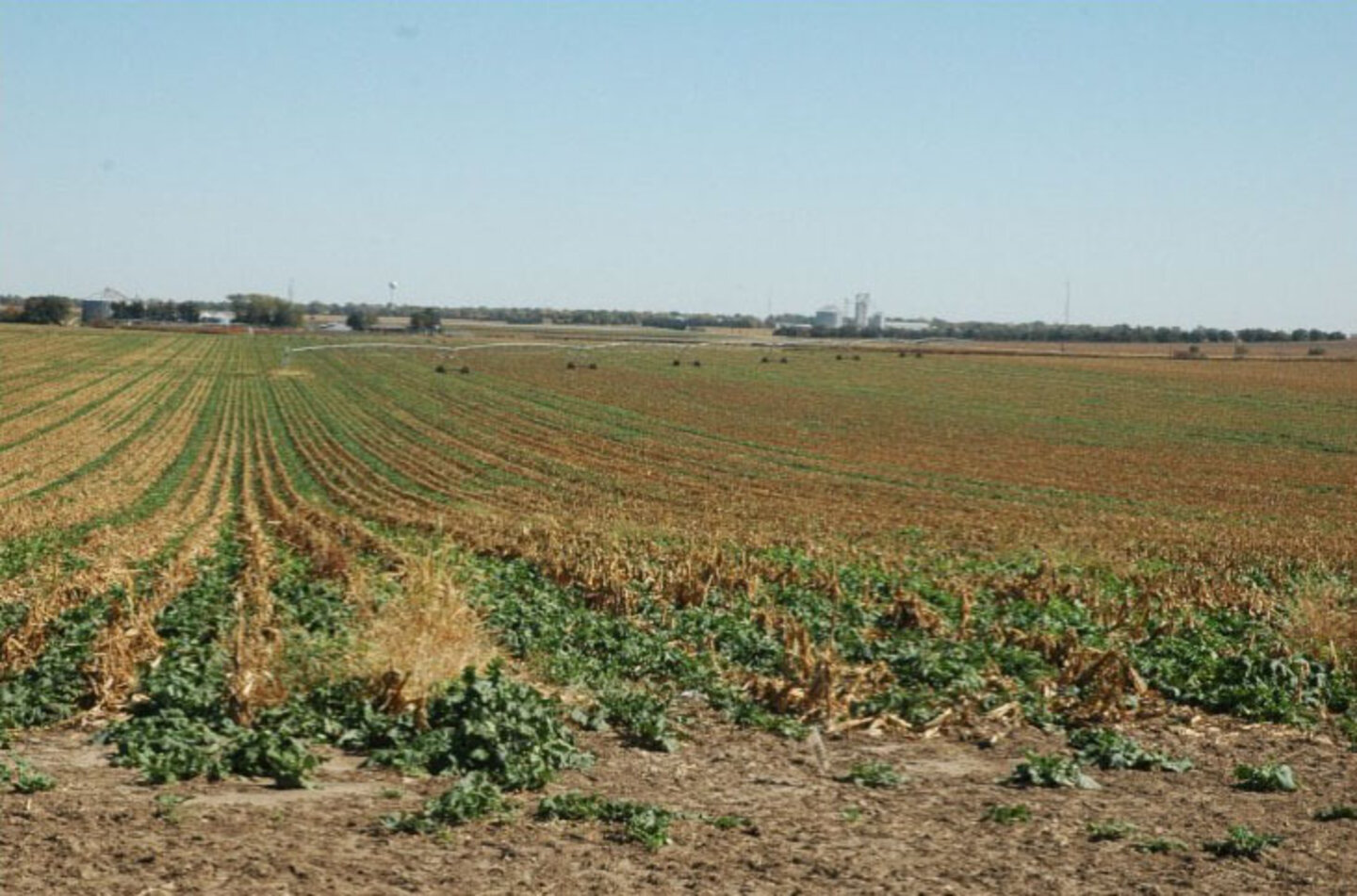 What Can We Expect from Forage Cover Crops? | CropWatch | Nebraska