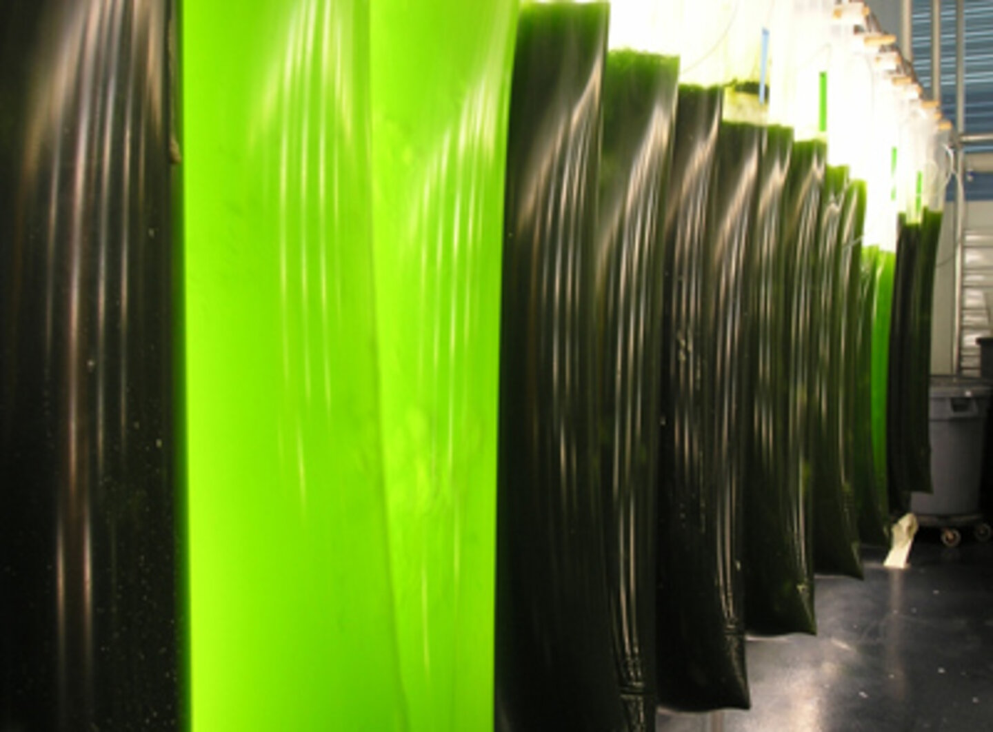 UNL Researches Growing Algae for Biofuel | CropWatch | Nebraska