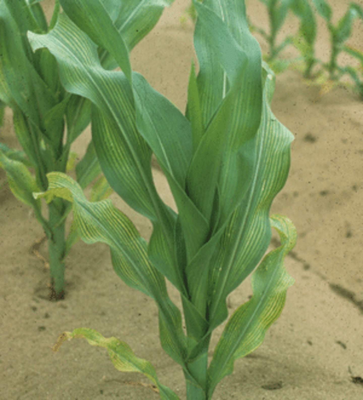 Nutrient Deficiencies in Corn and Sorghum | CropWatch | Nebraska