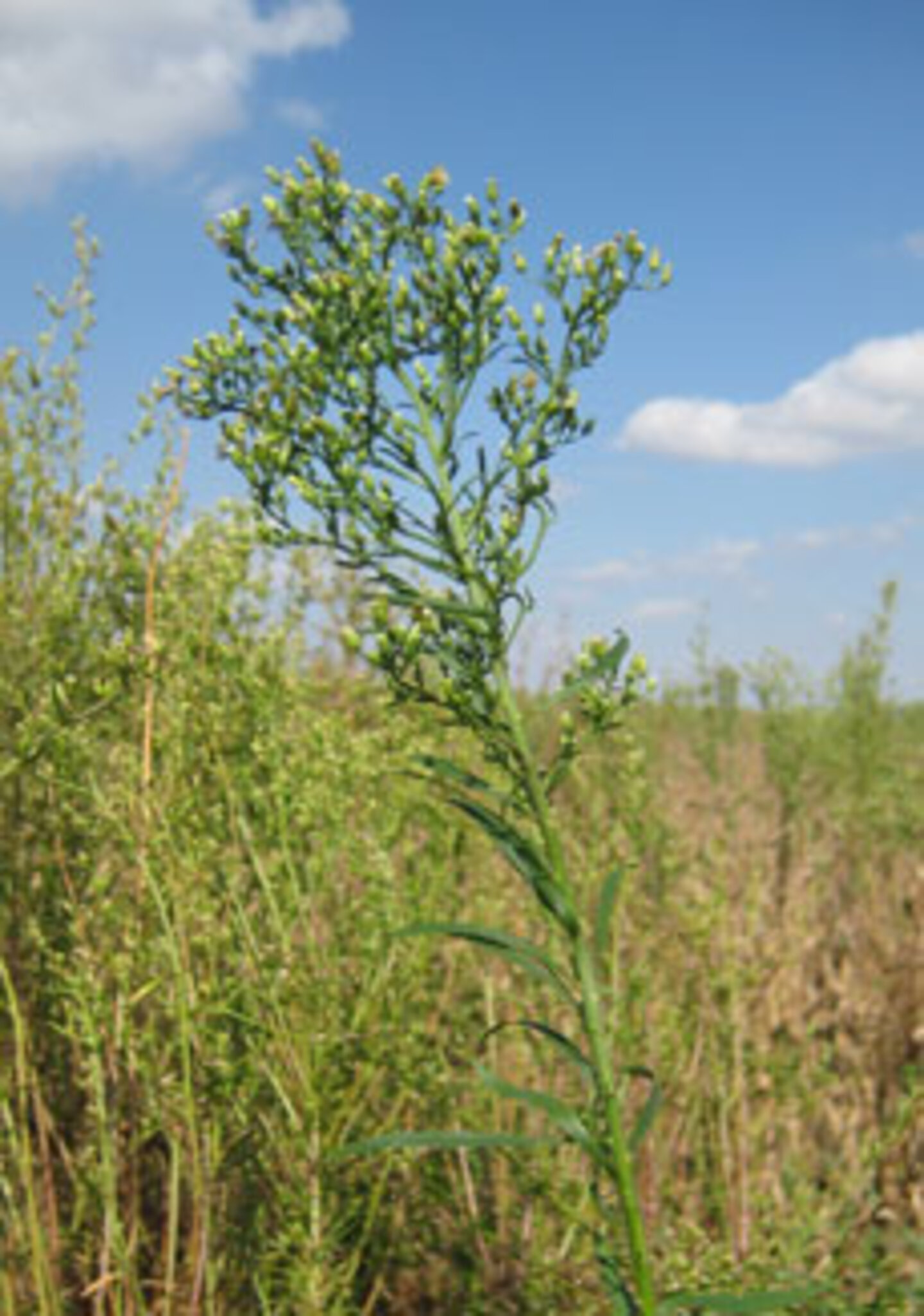 Post-Emergence Herbicide Options for Glyphosate-Resistant Marestail in ...