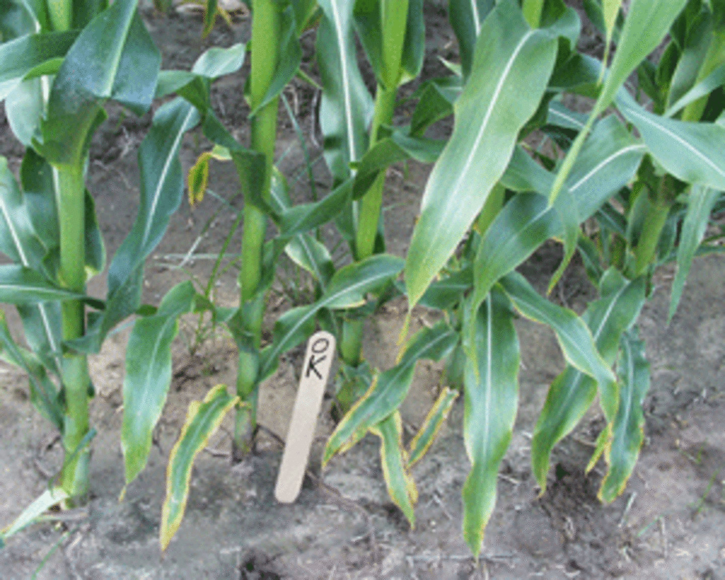 Nutrient Deficiencies in Corn and Sorghum | CropWatch | Nebraska