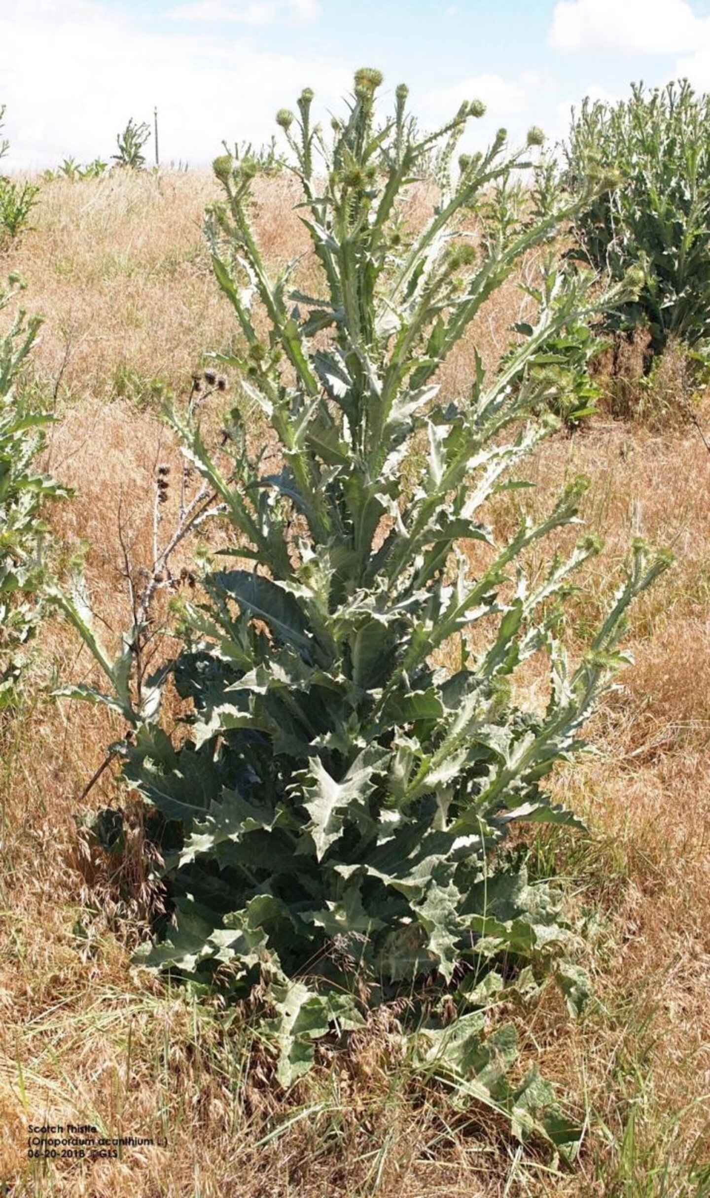Invasive Scotch Thistle Weed has Staying Power | CropWatch | Nebraska