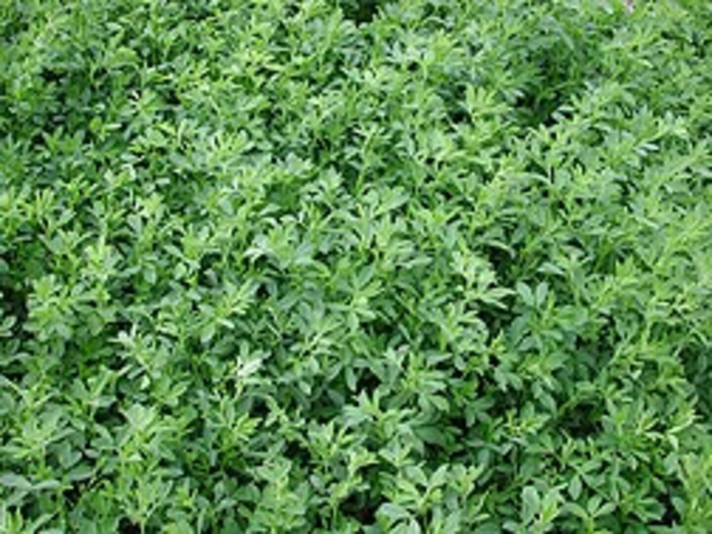 New Organic Seed Coating for Alfalfa Helps Prevent Soilborne Diseases ...