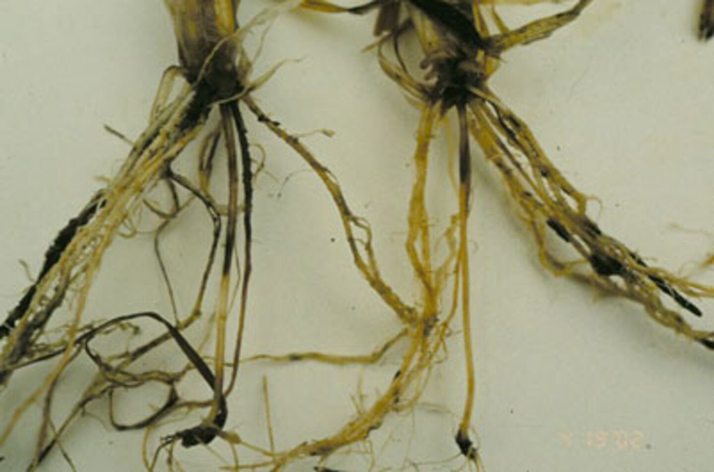 Wheat Soilborne Diseases 2015 | CropWatch | Nebraska