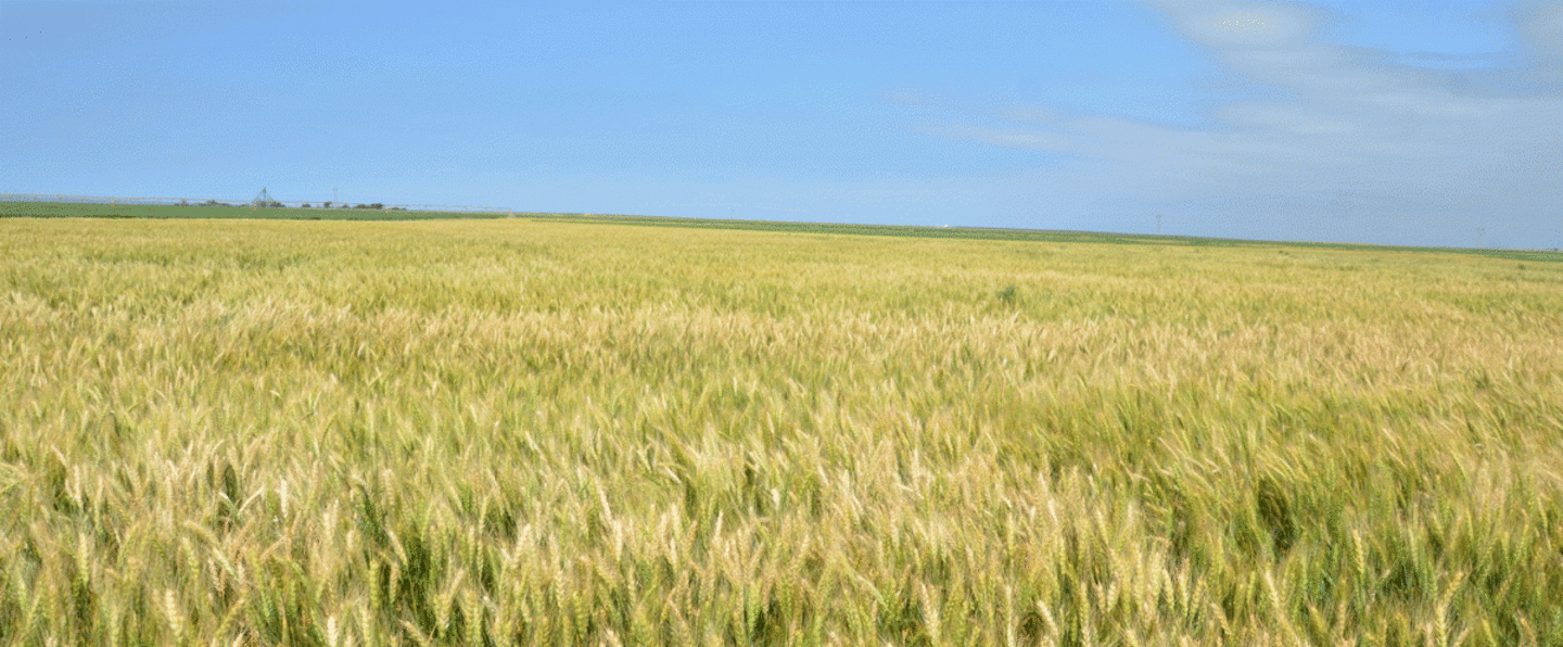 Wheat Disease Update | CropWatch | Nebraska