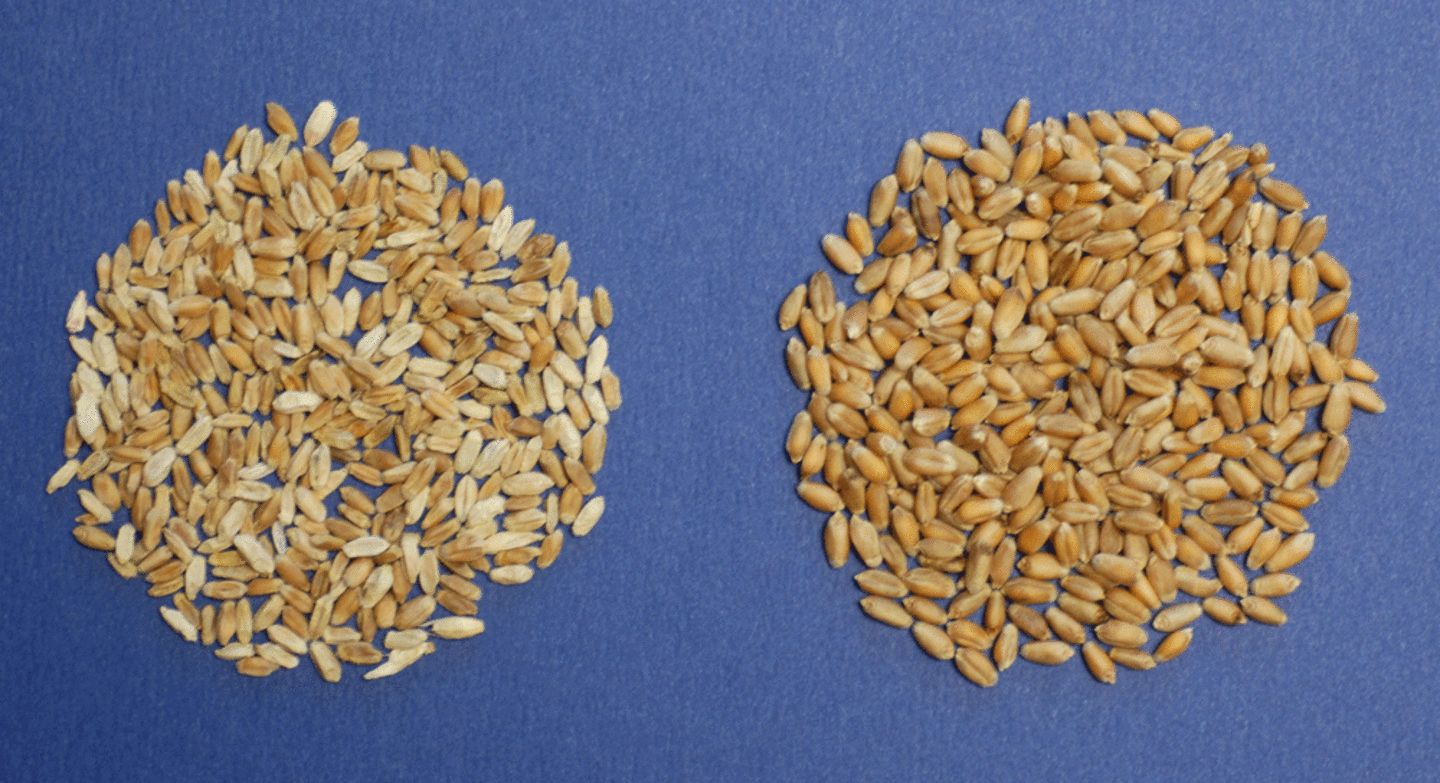 Strategies for Handling Scabby and Vomitoxin-Affected Wheat Grain ...
