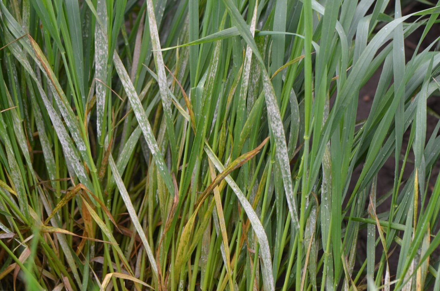 Conditions Favorable to Disease Growth in Wheat | CropWatch | Nebraska