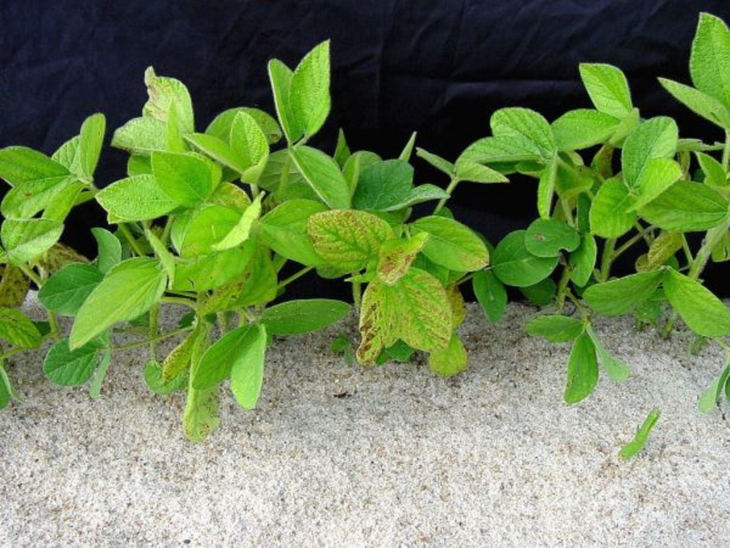Nutrient Deficiencies in Soybean | CropWatch | Nebraska