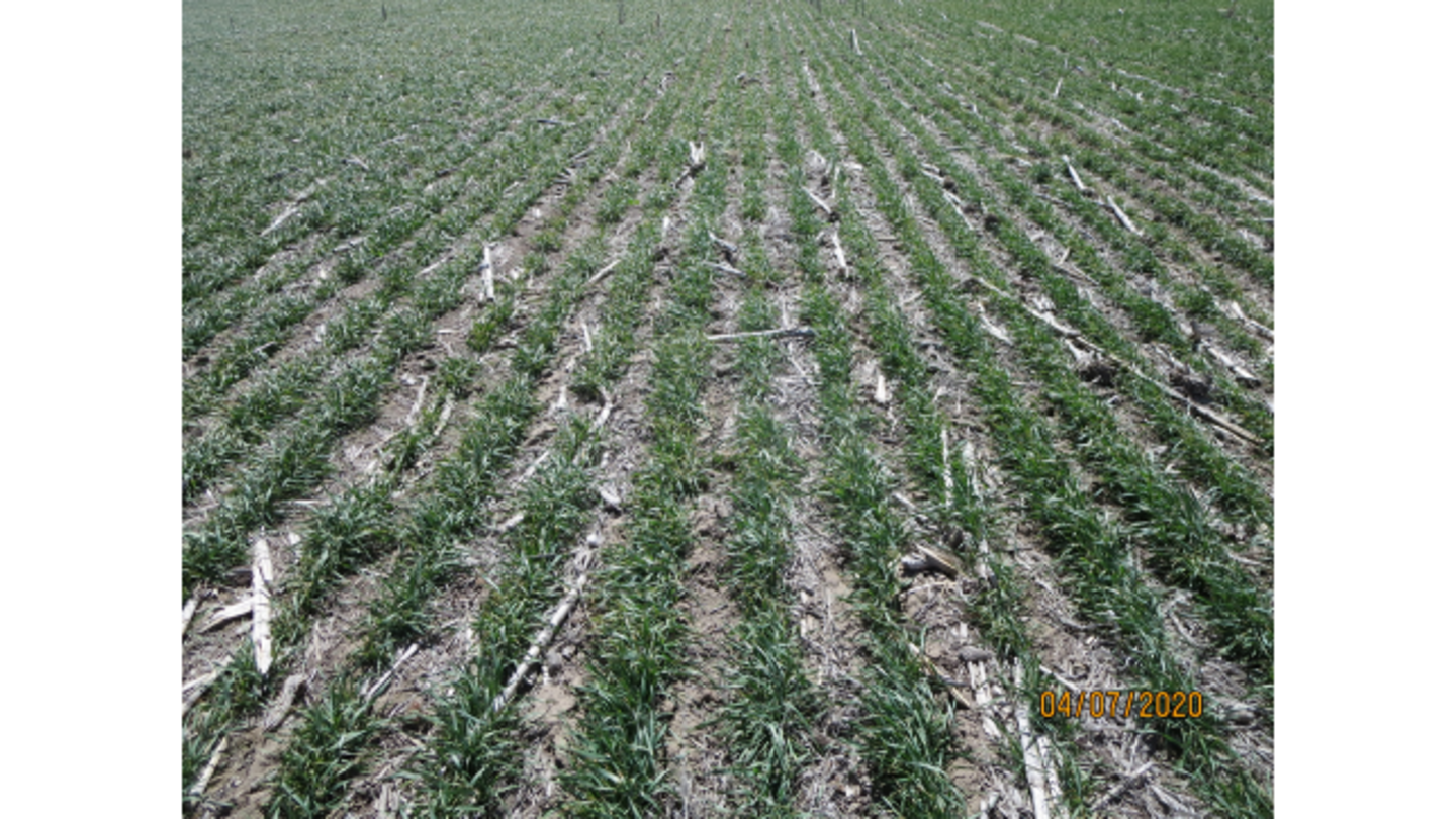 Assessing Freeze Injury to Wheat | CropWatch | Nebraska