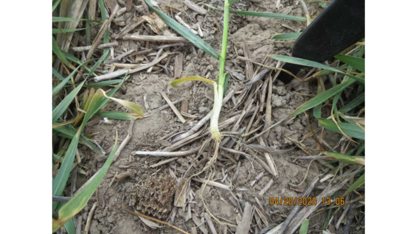 Assessing Freeze Injury to Wheat | CropWatch | Nebraska
