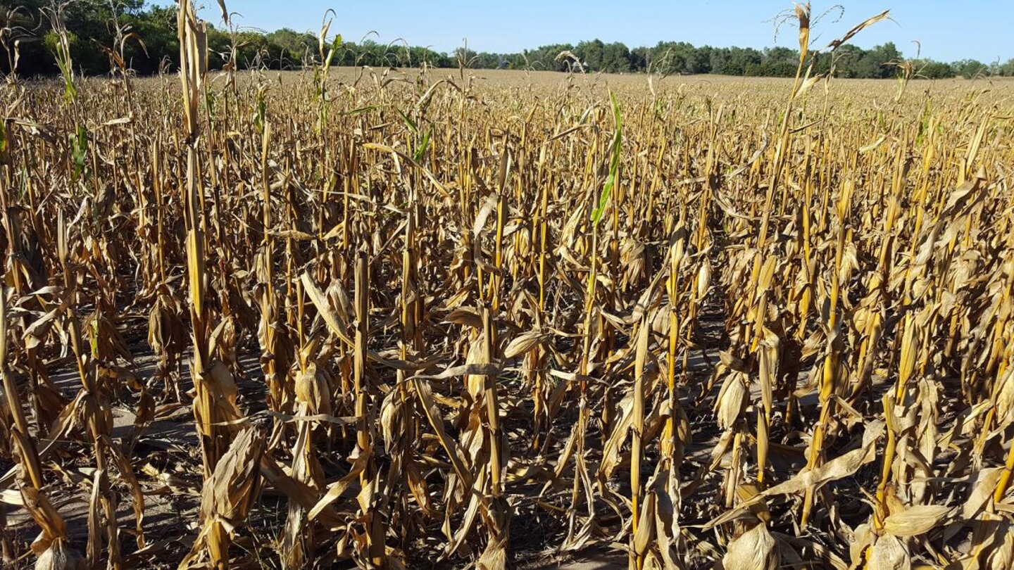 Scouting for Stalk and Ear Rot Diseases | CropWatch | Nebraska