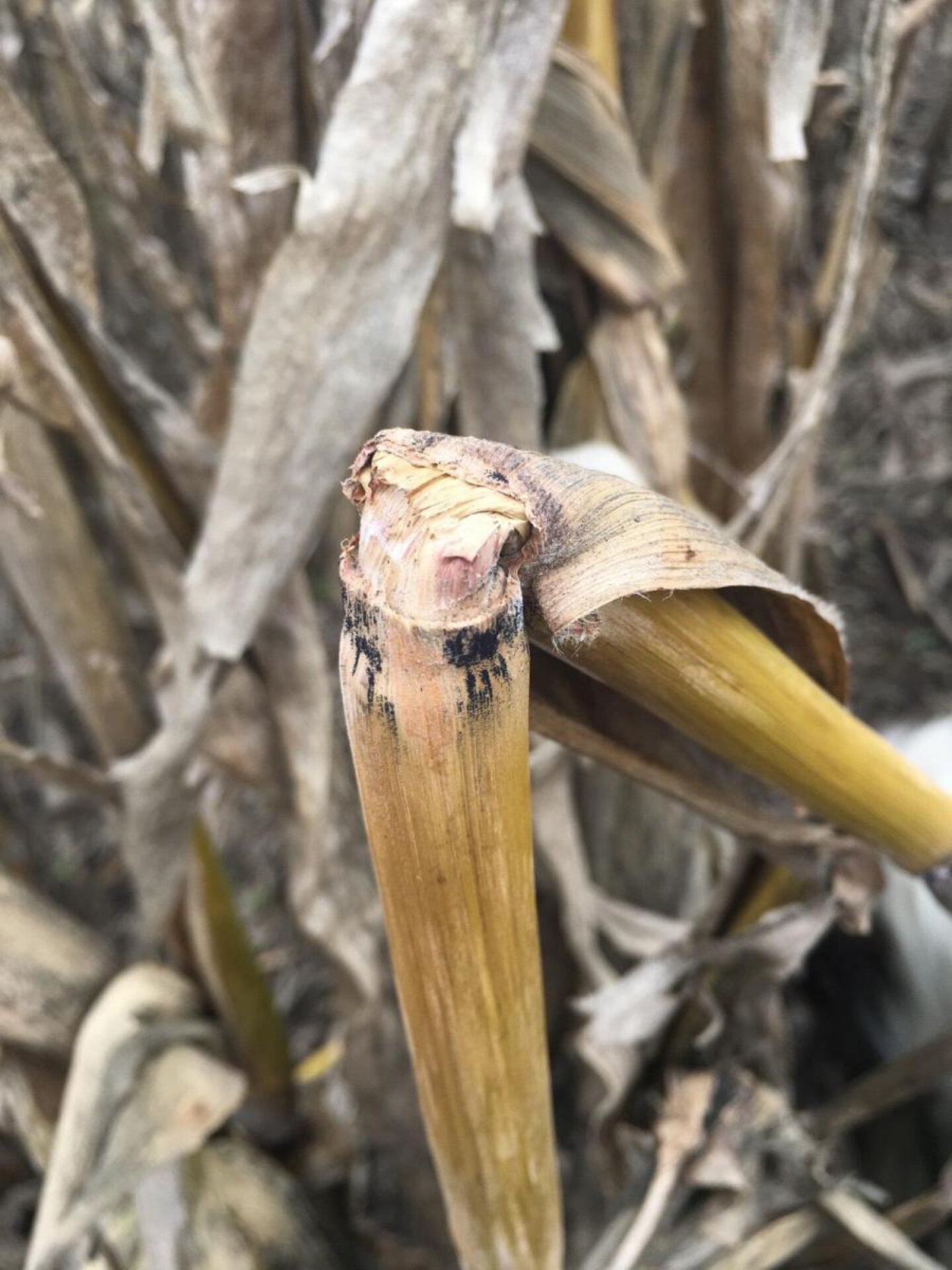 Stalk Rot Diseases in Nebraska Corn Fields | CropWatch | Nebraska